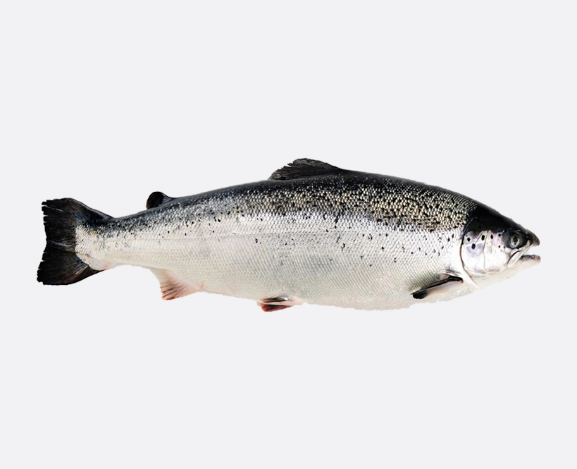 Norwegian Salmon as the World's Most Popular Fish - Thai-Norwegian ...